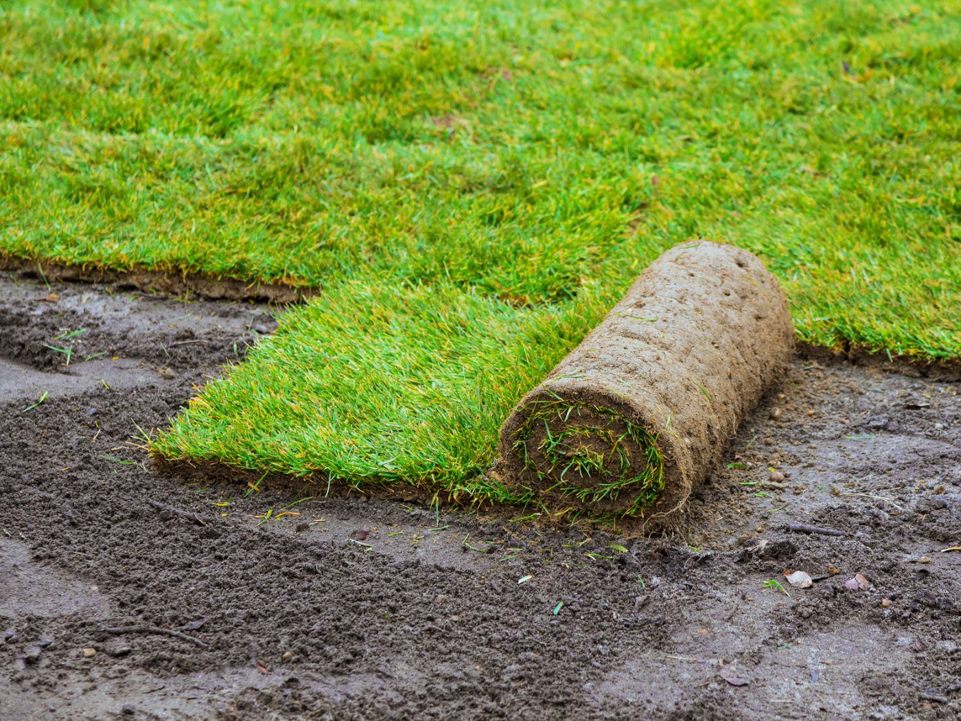 Overwatered Sod: How to Recognize, Repair, and Prevent It | Florgeous