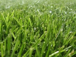 Overwatered vs Under Watered Grass: Balancing Your Lawn's Hydration ...