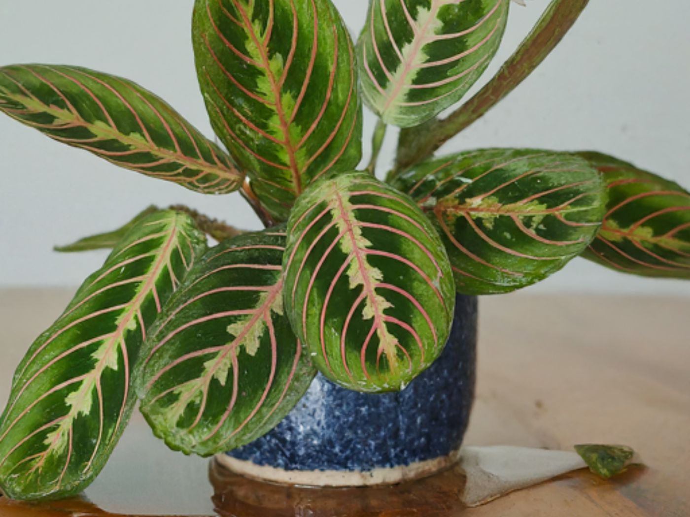 Overwatered ZZ Plant: Rescue, Recovery and Prevention Strategies ...