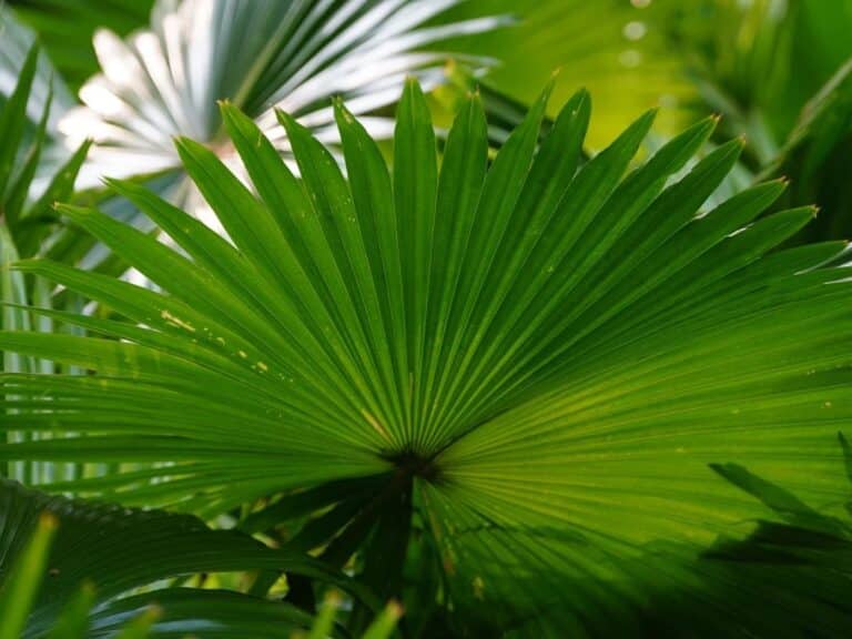 Palm Tree Leaves Turning Yellow: Causes, Solutions & Preventive Tips ...