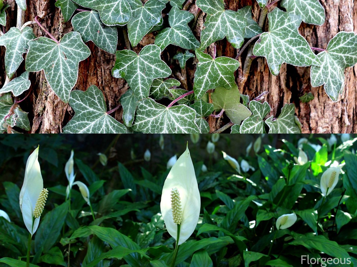 2 Humidity-Absorbing Plants: Your Natural Solution for a Fresher Home ...