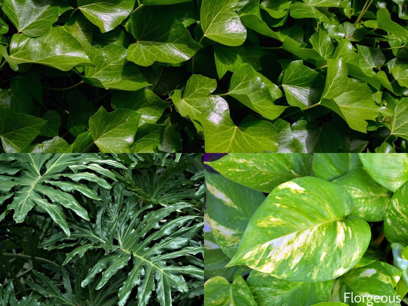 Hydroponics 101: The 4 Best Plants that Grow in Water Without Soil ...