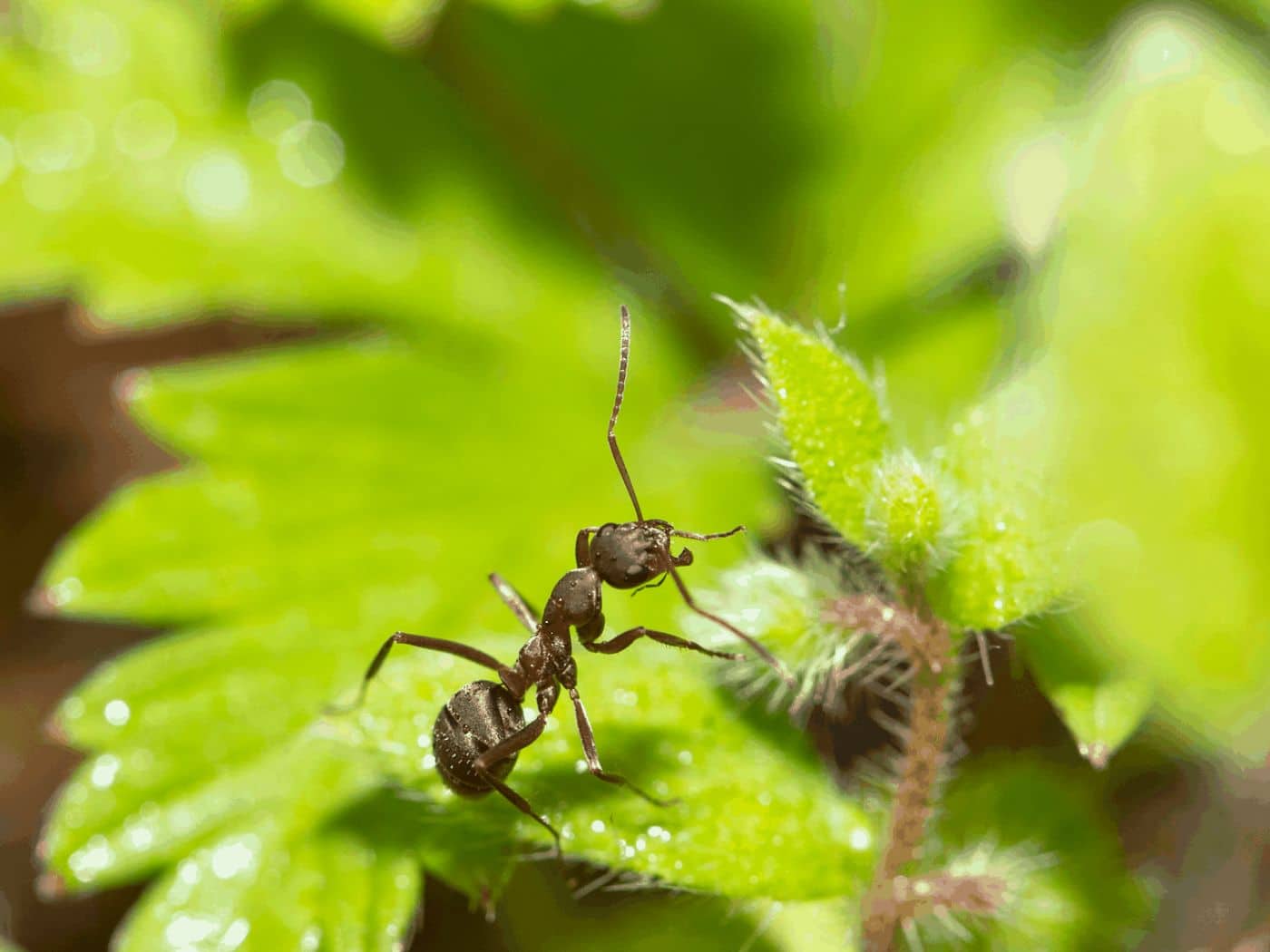 5 Plants That Repel Ants: Natural and Beautiful Solutions for Ant ...