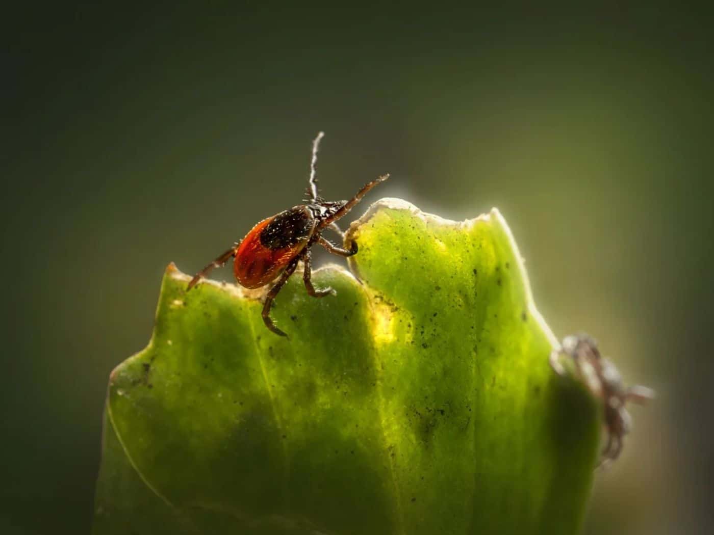 7 Plants That Repel Ticks: Aromatic and Herbal Allies for Your Garden ...