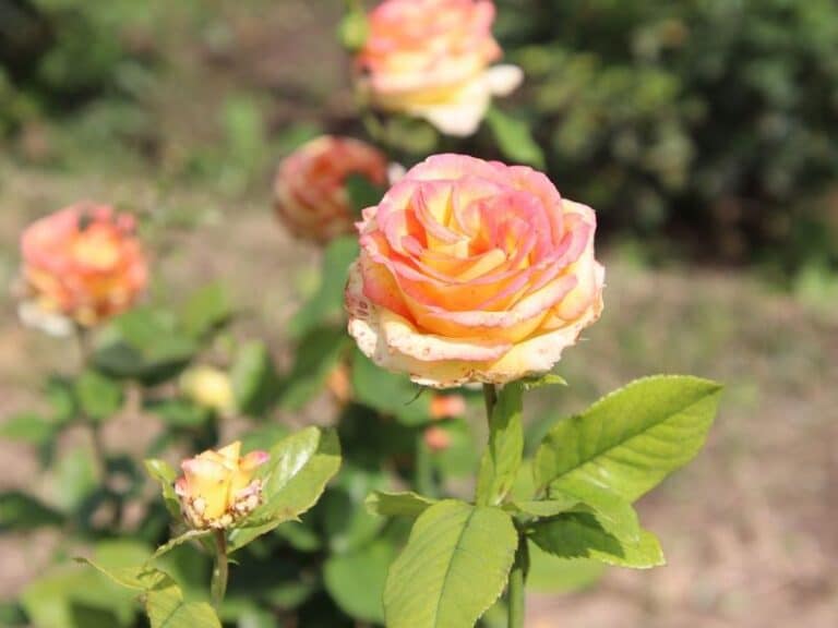 Overwatered Rose Plant: How to Revive and Prevent Future Damage | Florgeous