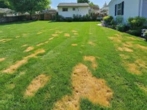 Overwatered vs Under Watered Grass: Balancing Your Lawn's Hydration ...