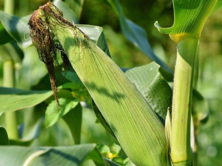 Corn Plant Leaves Turning Brown and Yellow: Causes & Fixes | Florgeous