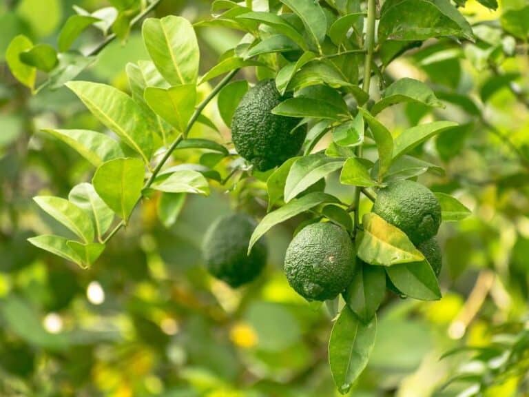 Lemon Tree Leaves Turning Yellow? Causes and Fixes | Florgeous