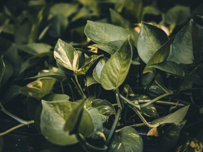 Hydroponics 101: The 4 Best Plants that Grow in Water Without Soil ...