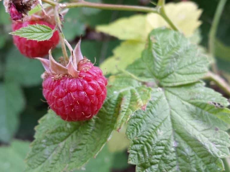 Raspberry Leaves Turning Yellow: Causes, Prevention, and Treatment ...
