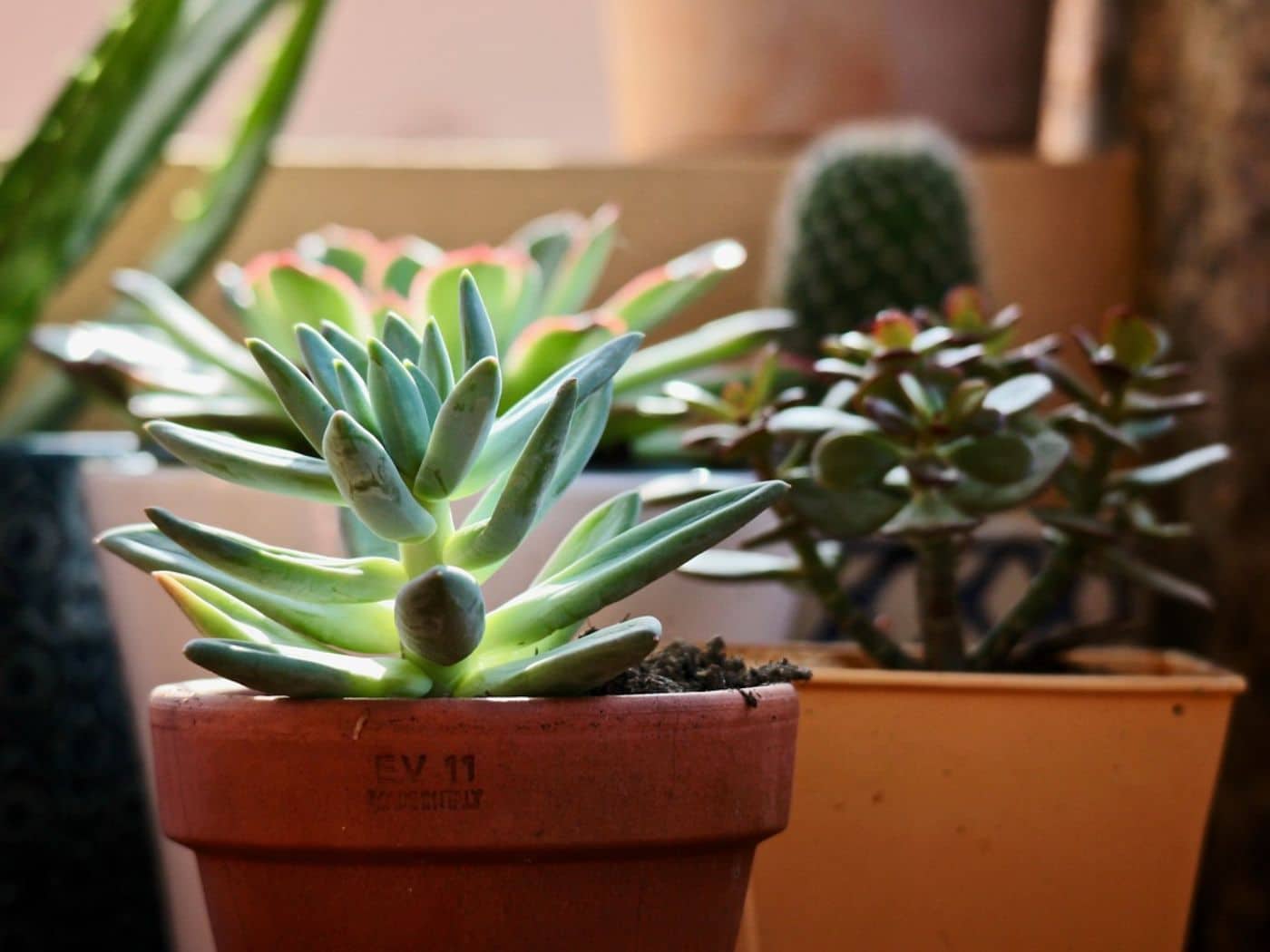 Overwatered Succulent? How to Identify, Rescue, and Revive | Florgeous