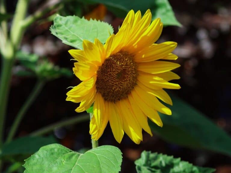 Sunflower Leaves Turning Yellow: Causes, Control, and Prevention Tips ...
