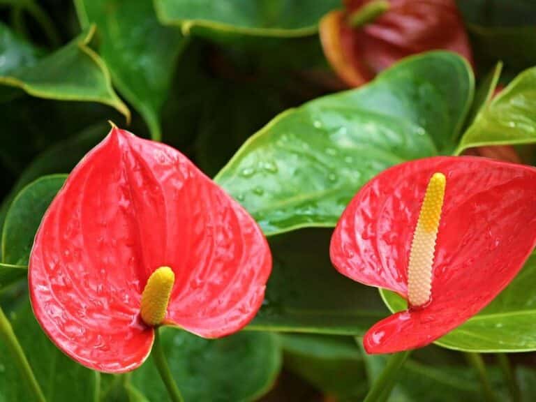 Anthurium Leaves Turning Yellow? Reasons and Remedies Unveiled | Florgeous