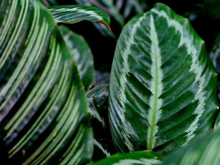 Calathea Yellow Leaves: Causes, Care, and Troubleshooting | Florgeous