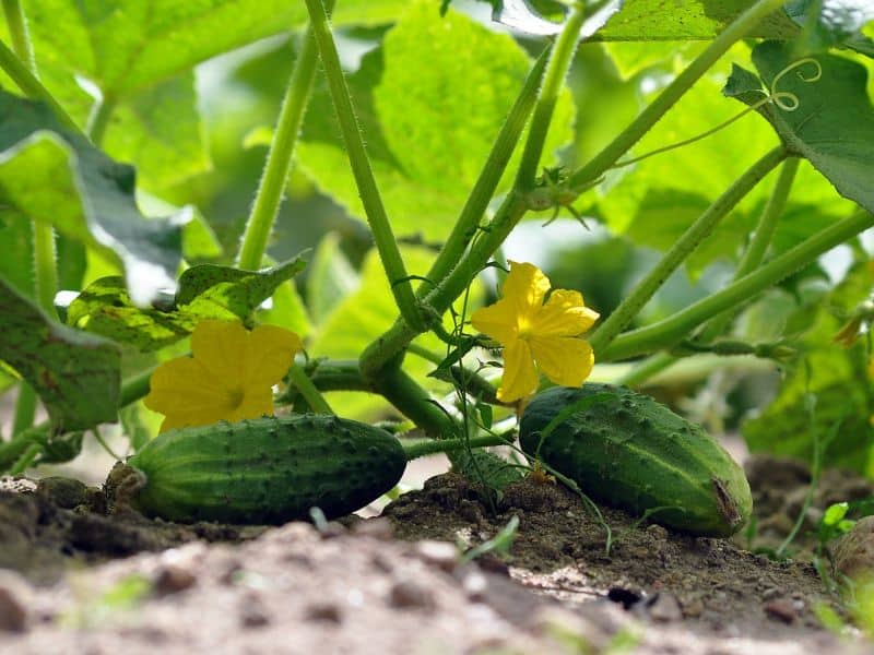 Overwatered Cucumber Plant: How to Prevent and Fix Watering Mistakes ...
