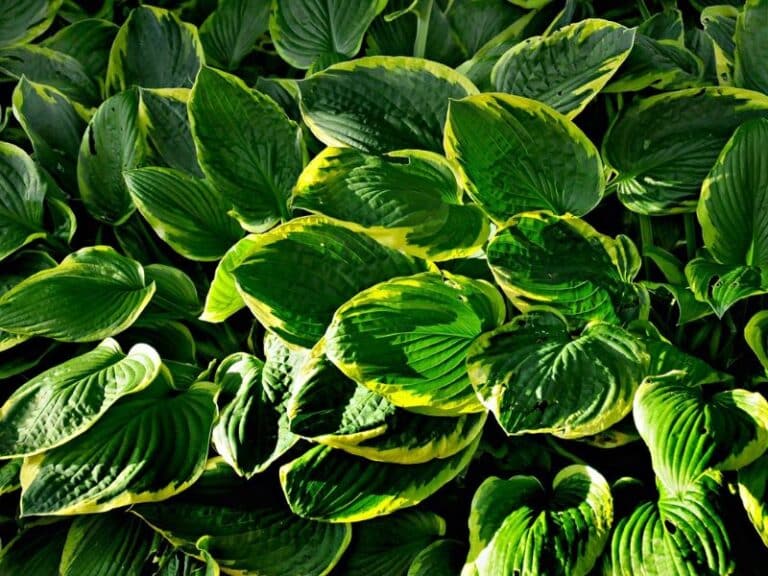 Hosta Leaves Turning Yellow: Causes, Solutions and Prevention Tips ...