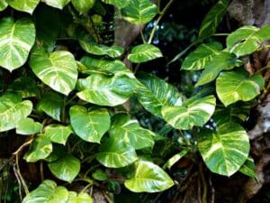 Ivy Leaves Turning Yellow: Identifying Causes and Providing Effective ...