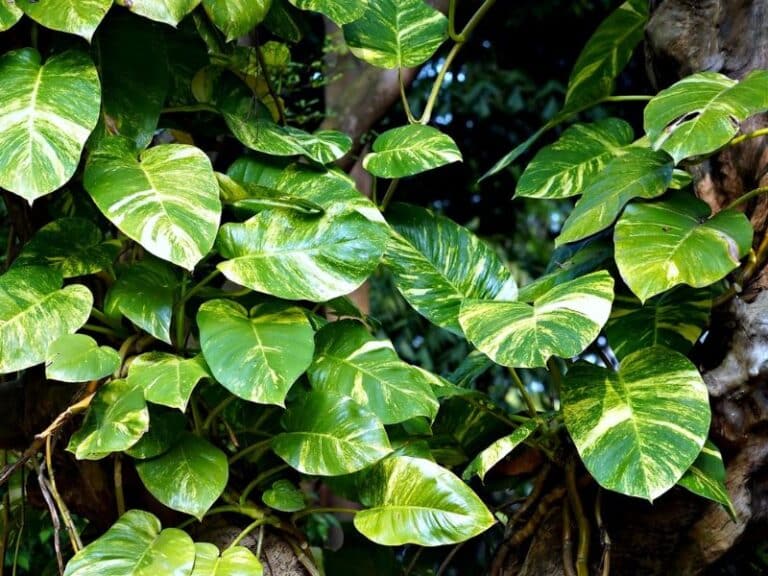 Ivy Leaves Turning Yellow: Identifying Causes and Providing Effective ...
