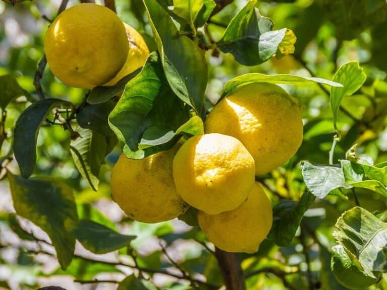 Meyer Lemon Tree Leaves Turning Yellow: Causes and Effective Solutions | Florgeous