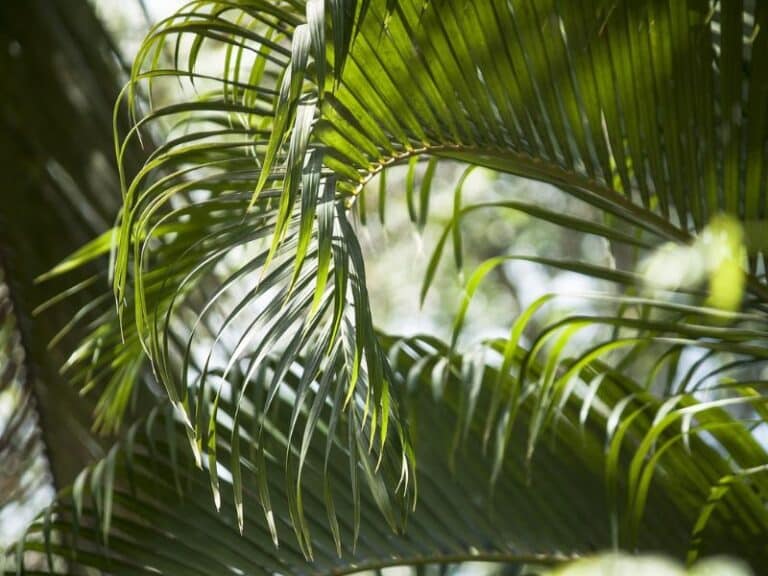 Palm Tree Leaves Turning Yellow: Causes, Solutions & Preventive Tips ...