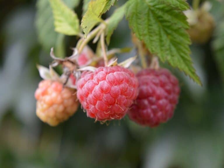 Raspberry Leaves Turning Yellow: Causes, Prevention, and Treatment ...