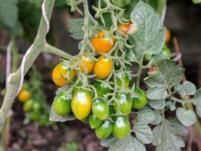 Overwatered Tomato Plant: Signs, Prevention, and Rescue Tips | Florgeous